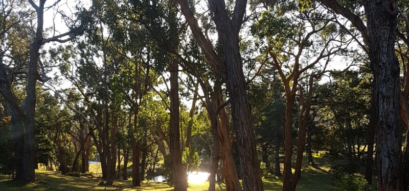 Biodiversity for your Bush Block – What’s growing on your bush block ...
