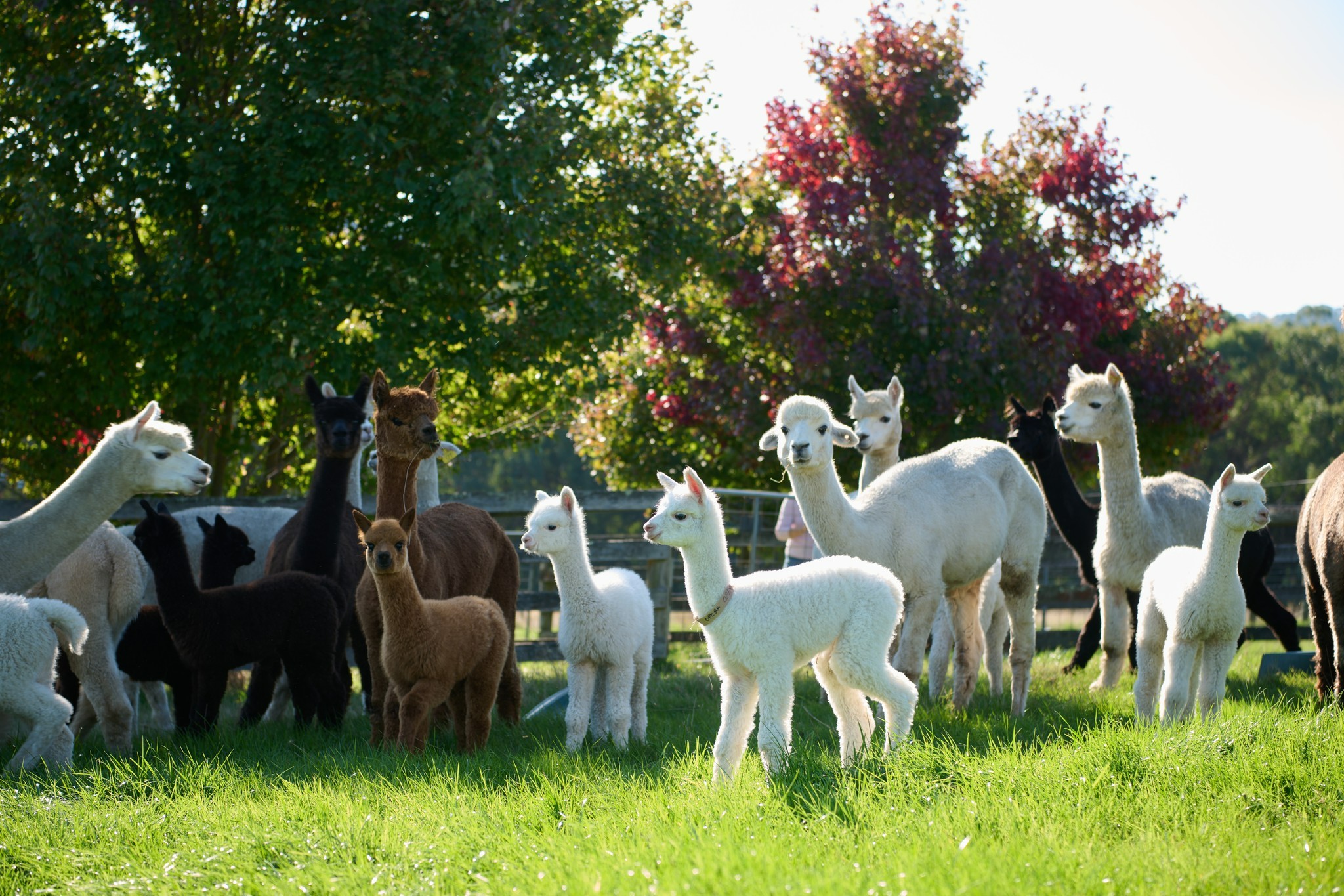 Introduction to livestock diseases and biosecurity planning for small ...