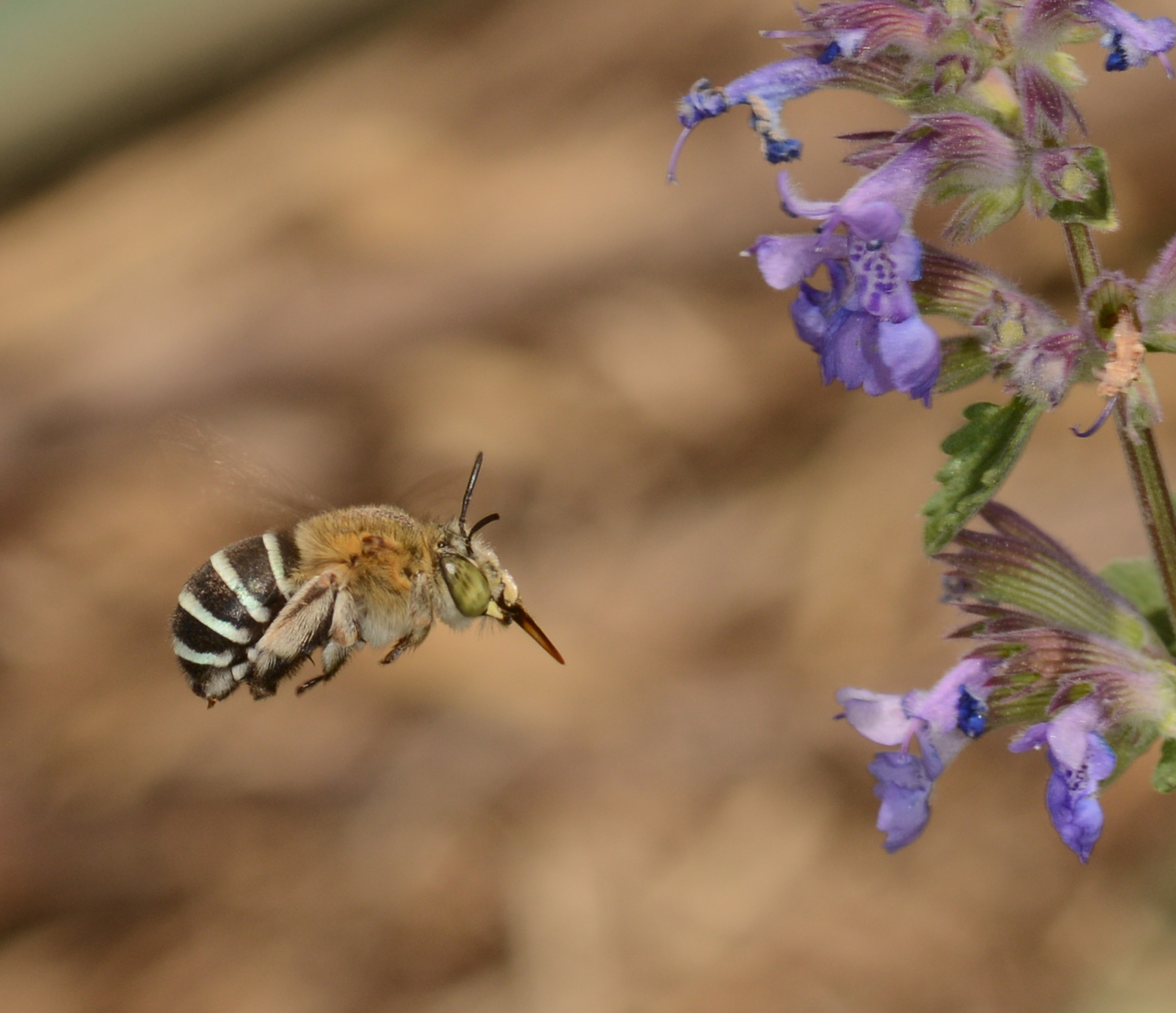 Pollinators in Focus! | Upper Campaspe Landcare