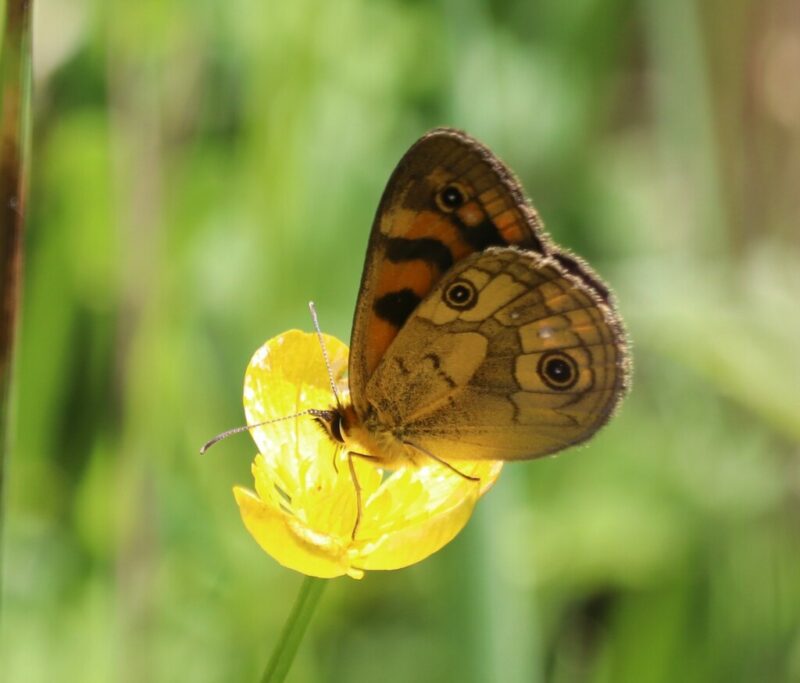 Bright-eyed Brown Butterfly Restoration Project | Upper Campaspe Landcare