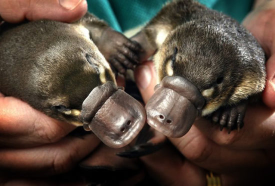 The Platypus Project | Upper Campaspe Landcare