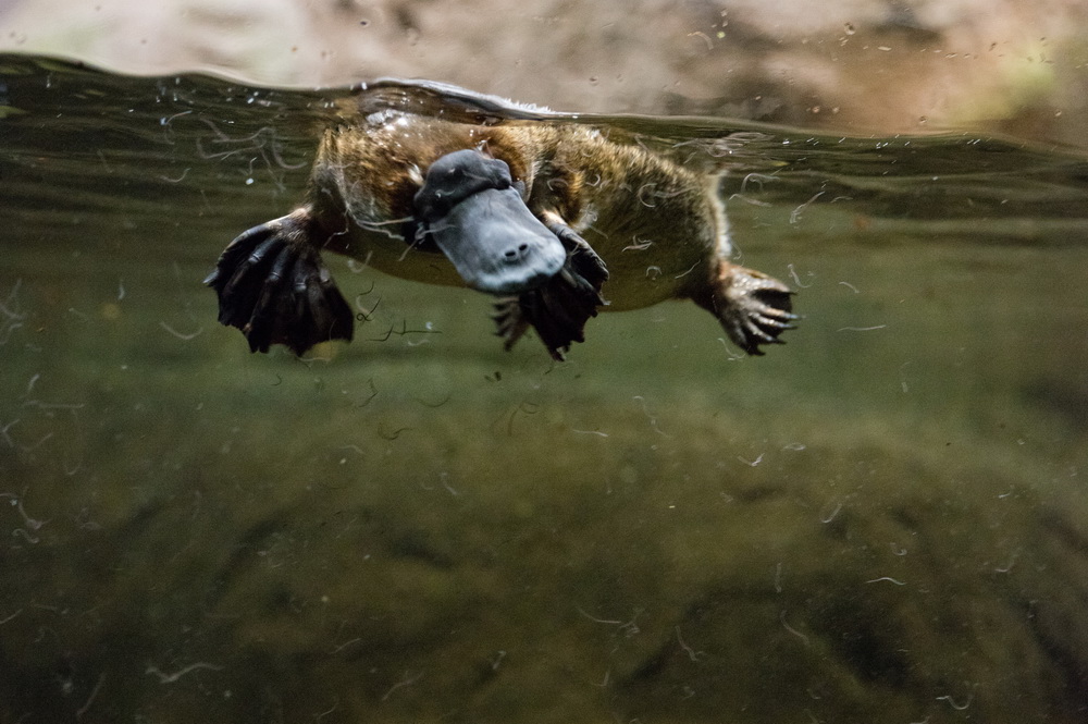 An insight into Platypus in the Upper Campaspe and Coliban River ...