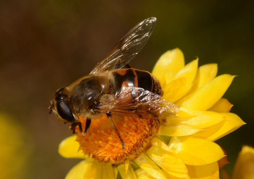 Climate Change and the pollinator | Upper Campaspe Landcare