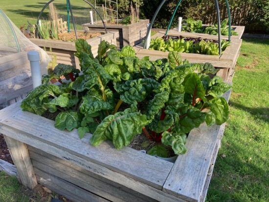 Using an IBC Container to build Wicking Beds | Upper Campaspe Landcare