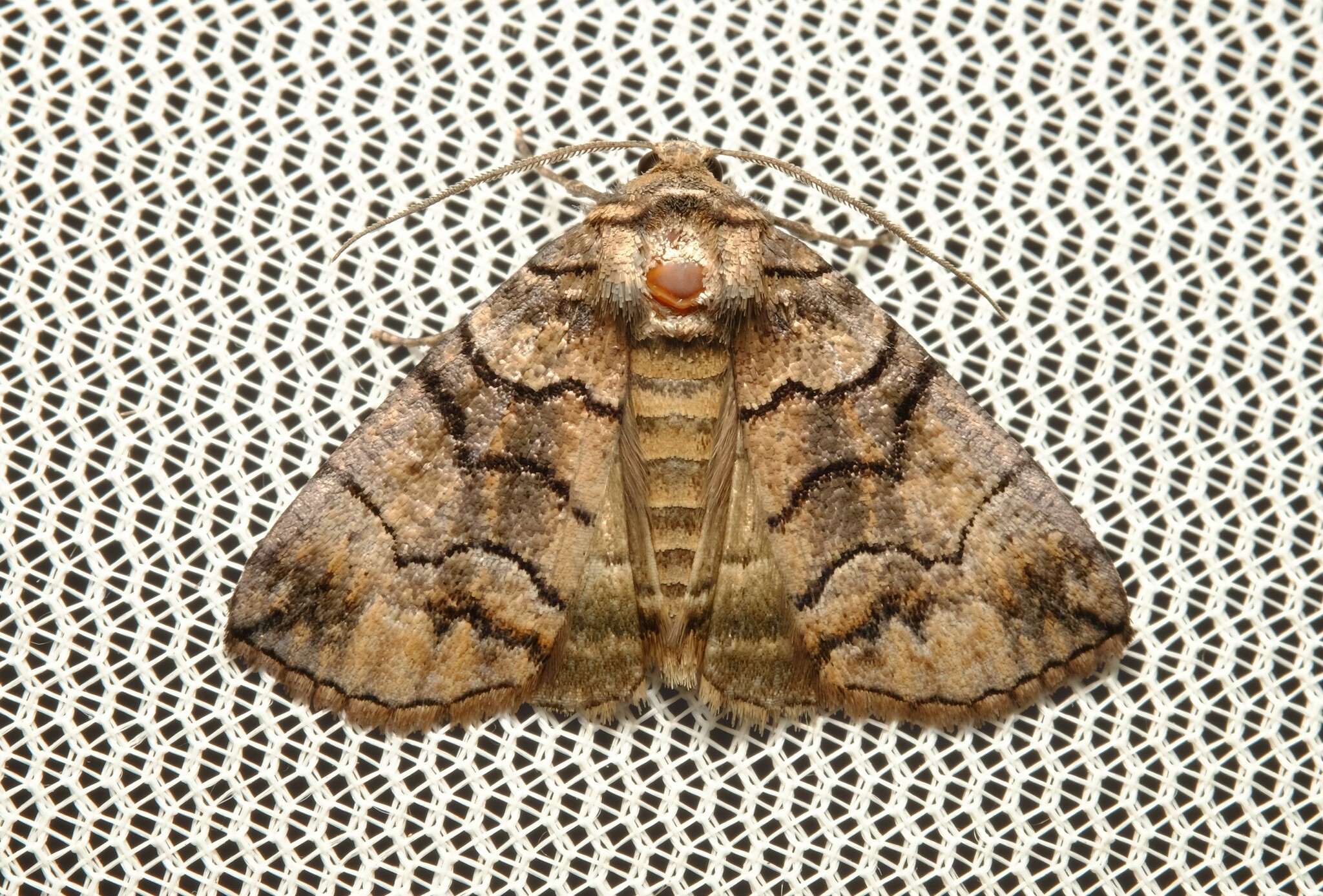 Wombat Forestcare – You, me & biodiversity | Upper Campaspe Landcare