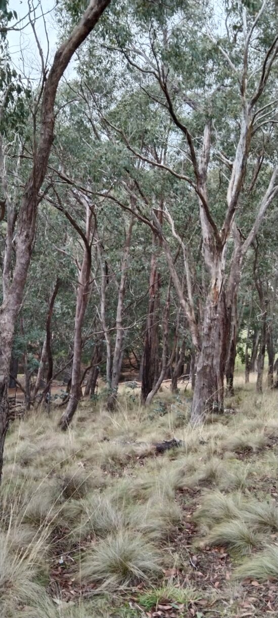 The Bush Bank Program – Revegetating land to reduce carbon emissions ...