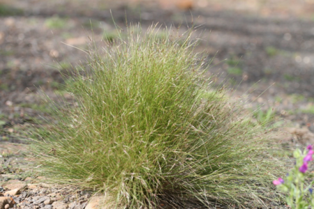 Serrated Tussock | Upper Campaspe Landcare