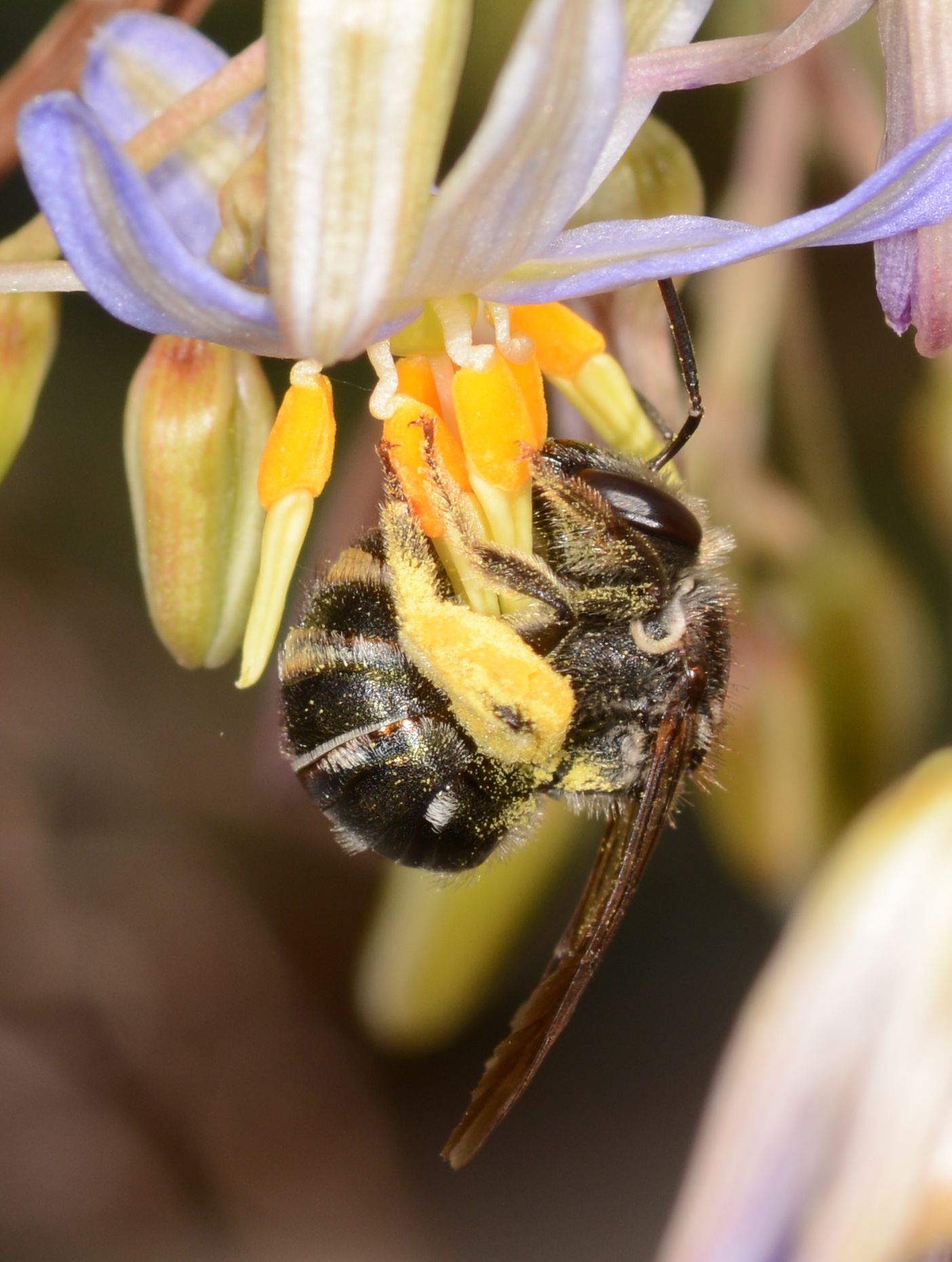 Pollinator survey methodology | Upper Campaspe Landcare